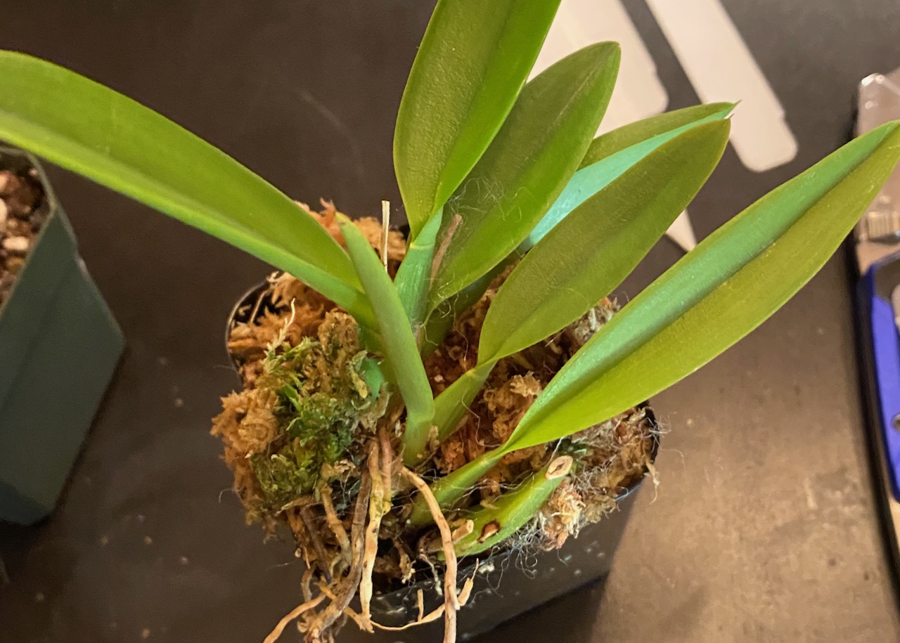 Repotting My Howeara Lava Burst 'Puanani' Orchid - Texas Garden Tales