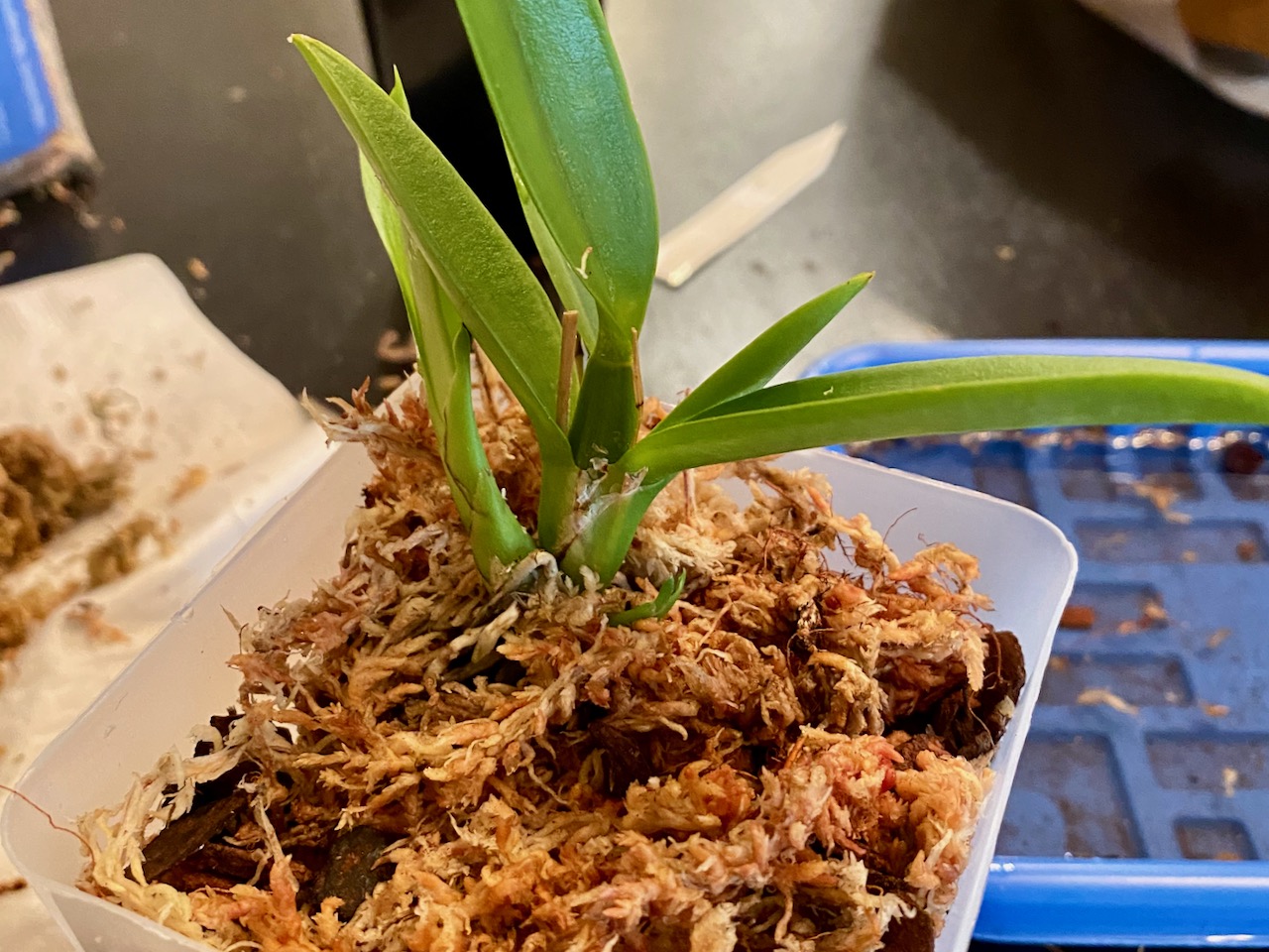 Repotting My Howeara Lava Burst 'Puanani' Orchid - Texas Garden Tales