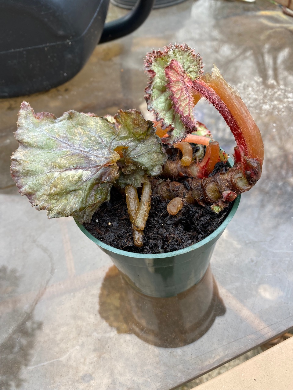 Rex Begonia Rescue: Shipping Damage - Texas Garden Tales