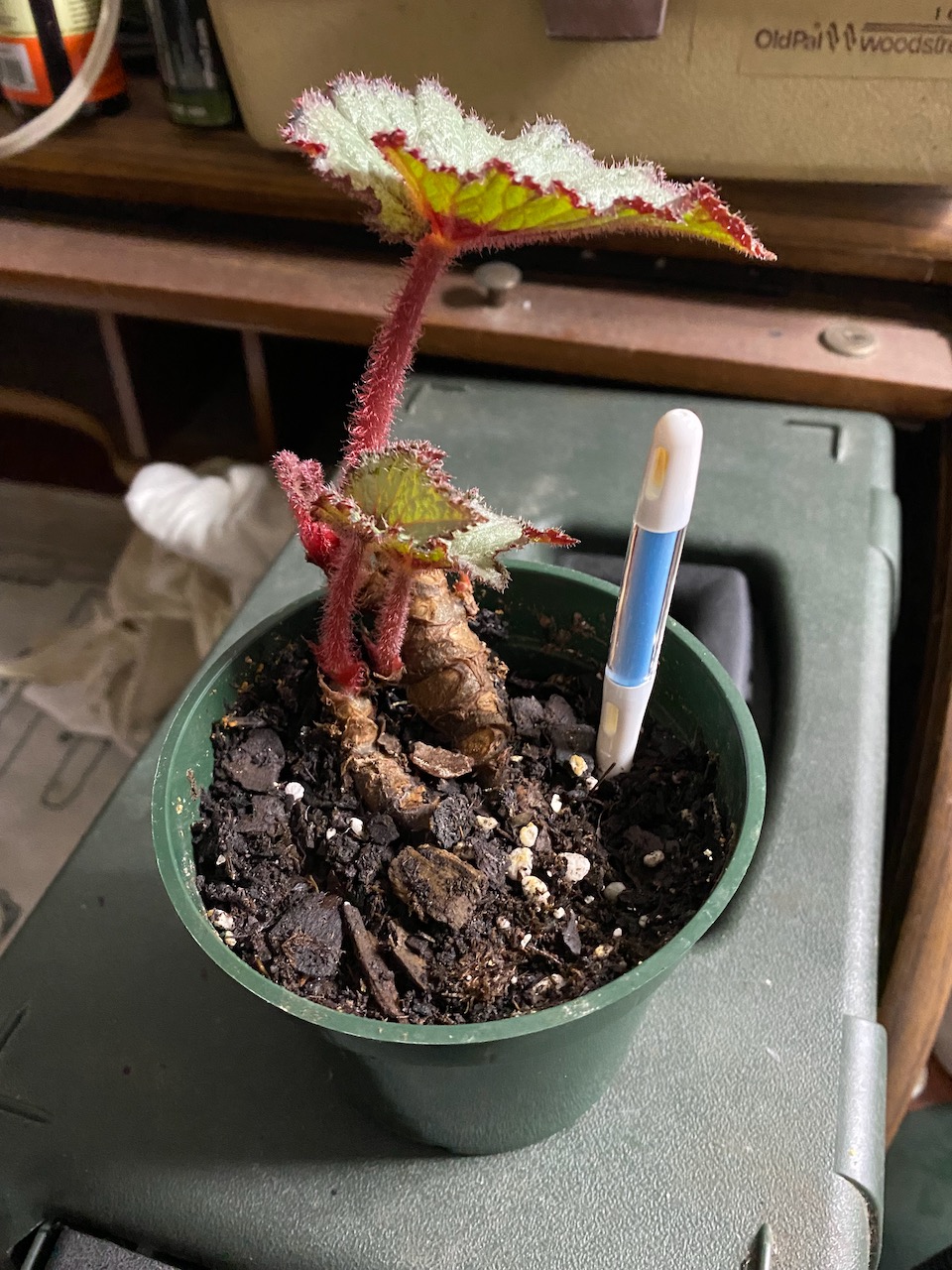 Rex Begonia Rescue: Shipping Damage - Texas Garden Tales